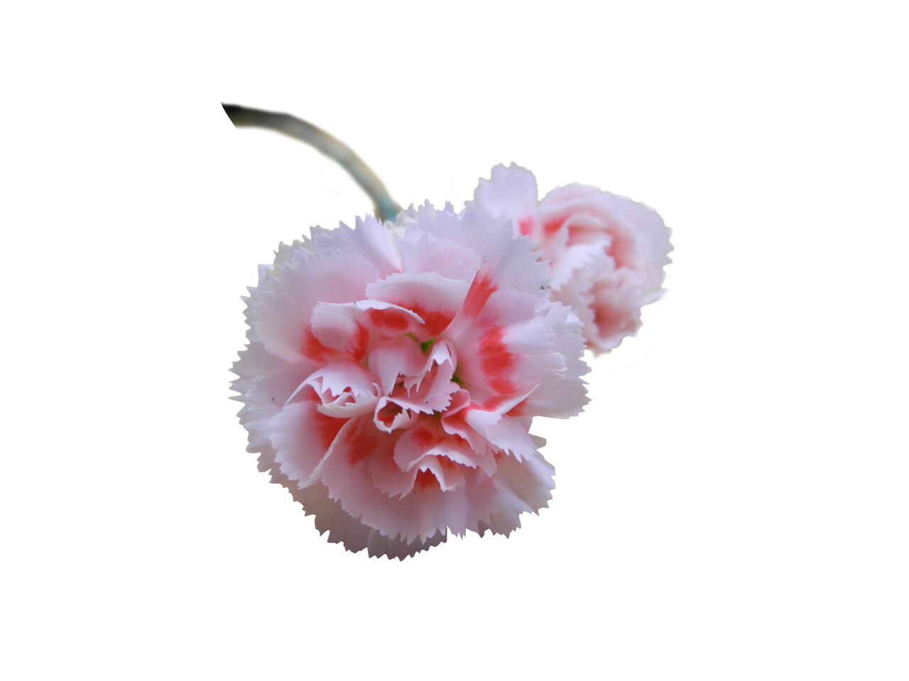 Dianthus Dancing Queen - Living Fashion