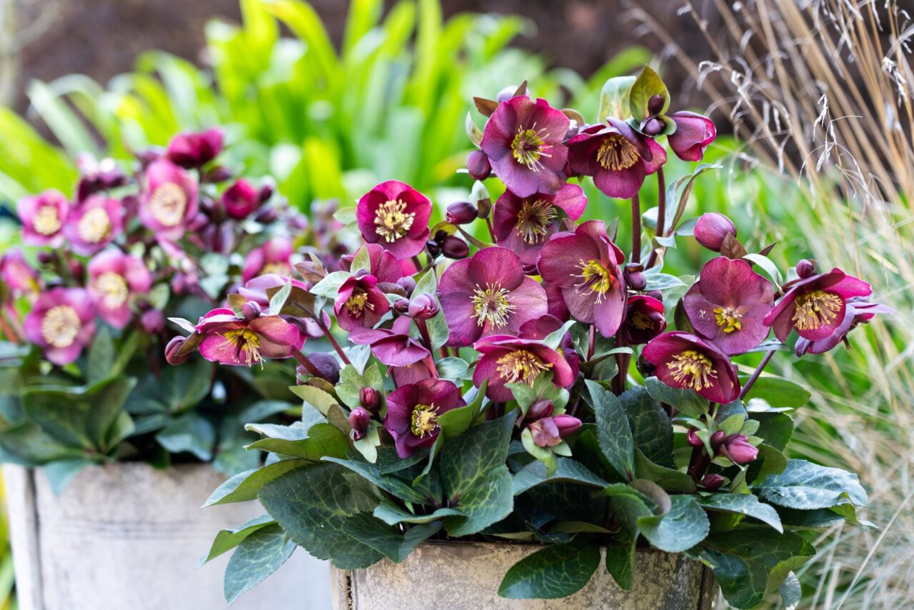 Hellebore Vibey Velvet - Living Fashion