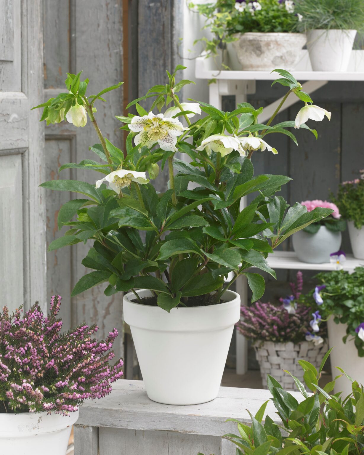 Hellebore White Tutu - Living Fashion